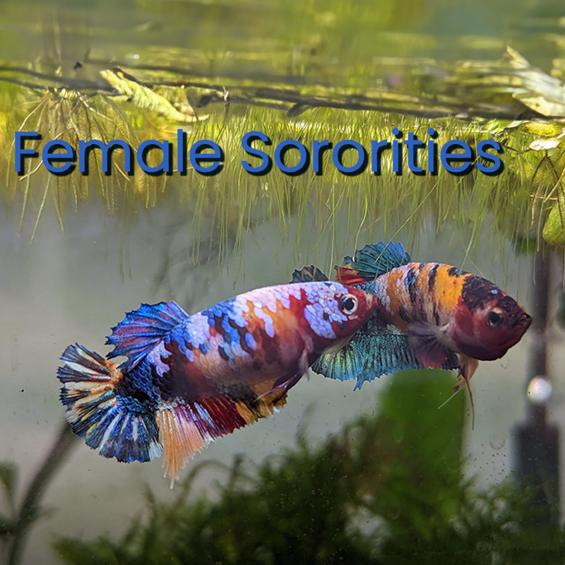 TriStar State Bettas