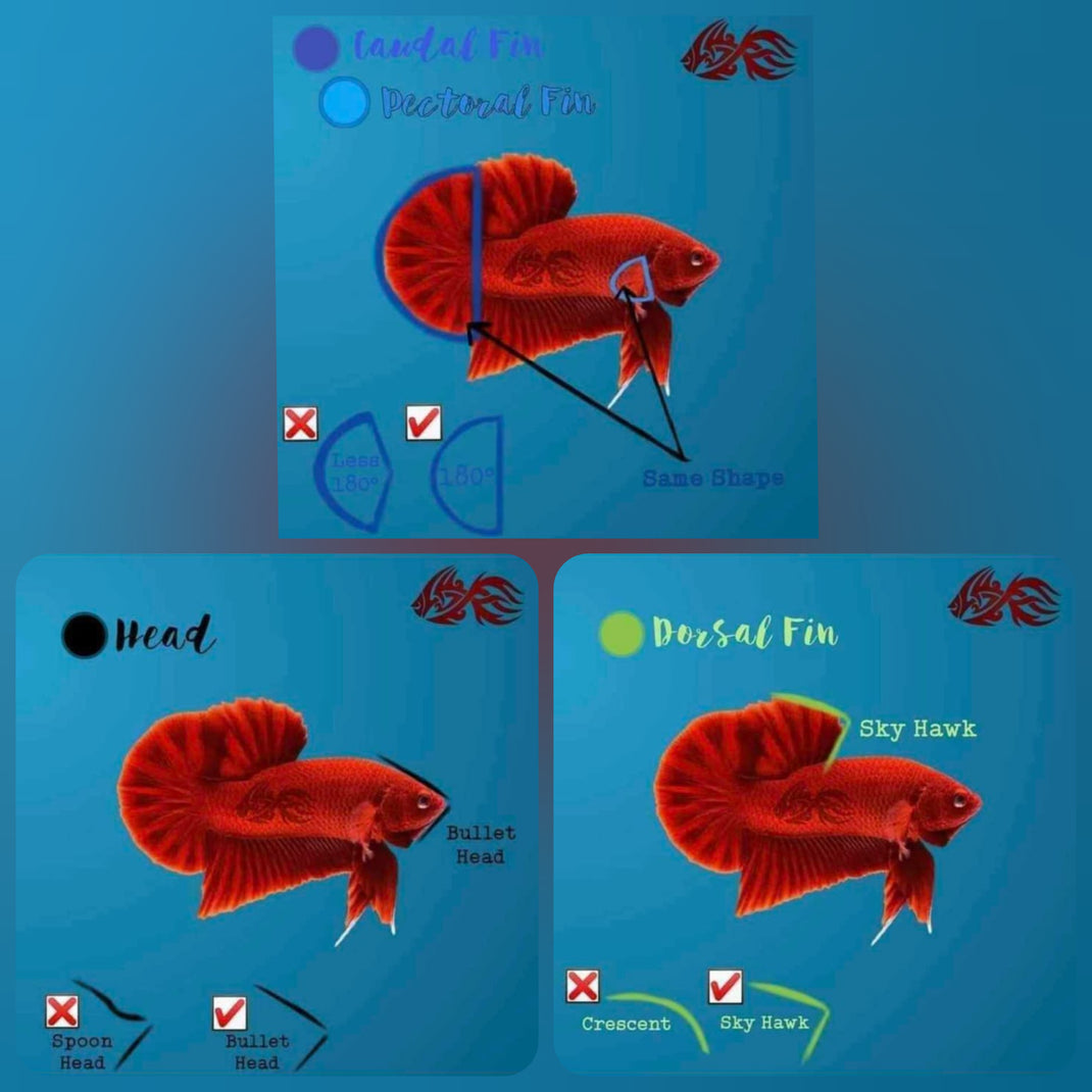 Featured – TriStar State Bettas