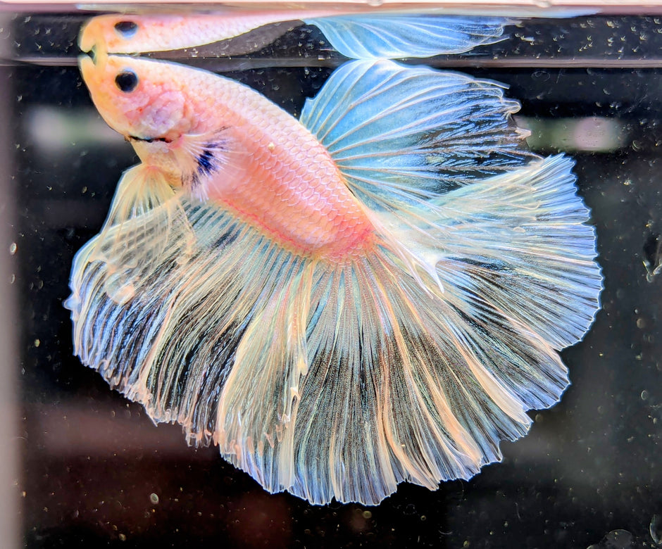 TriStar State Bettas